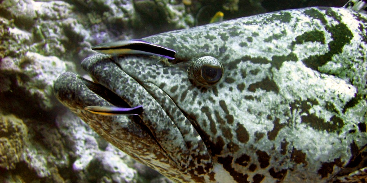 SimplyScience: Koevolution: Gemeinsam durch dick und dünn