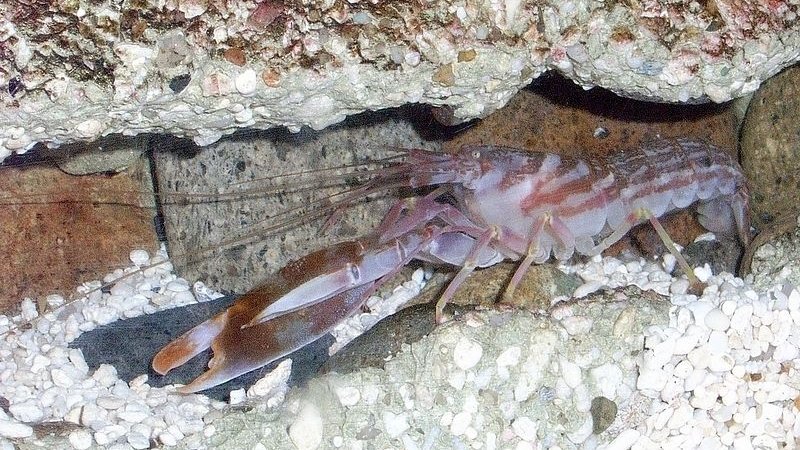 SimplyScience: Schüsse im Riff? Nein, Knallkrebse!