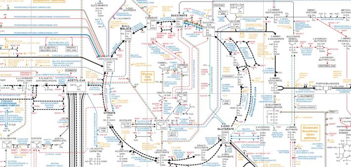 SimplyScience: Biochemical Pathways: Die wichtigsten biochemischen Reaktionswege