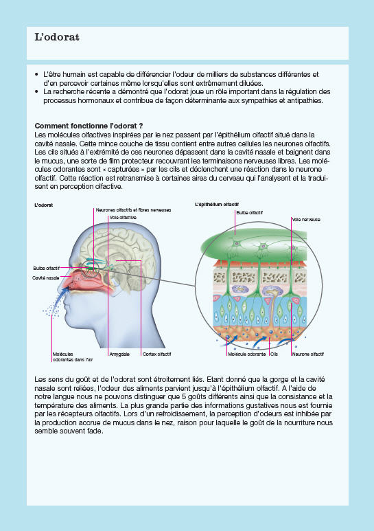 SimplyScience: Brain Days - La perception des stimuli