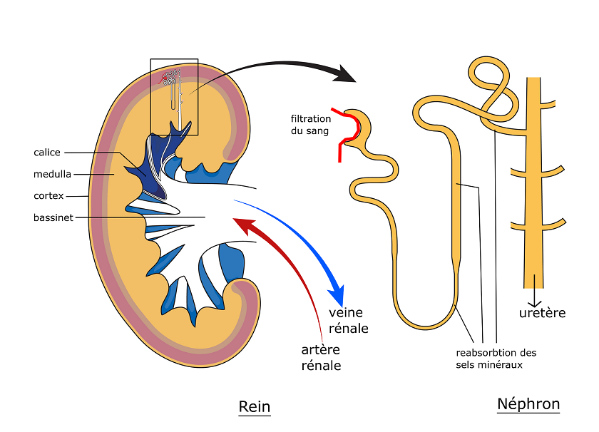 SimplyScience: L'urine, un déchet très utile!