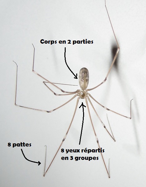 SimplyScience: Araignée ou faucheux?